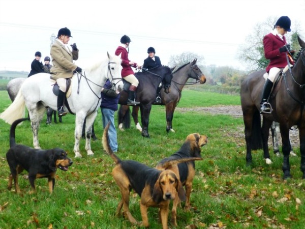 Country life on the farm and the Farmers Bloodhounds meet