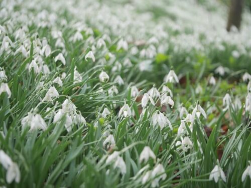 Snowdrops at Painswick Rococo Garden